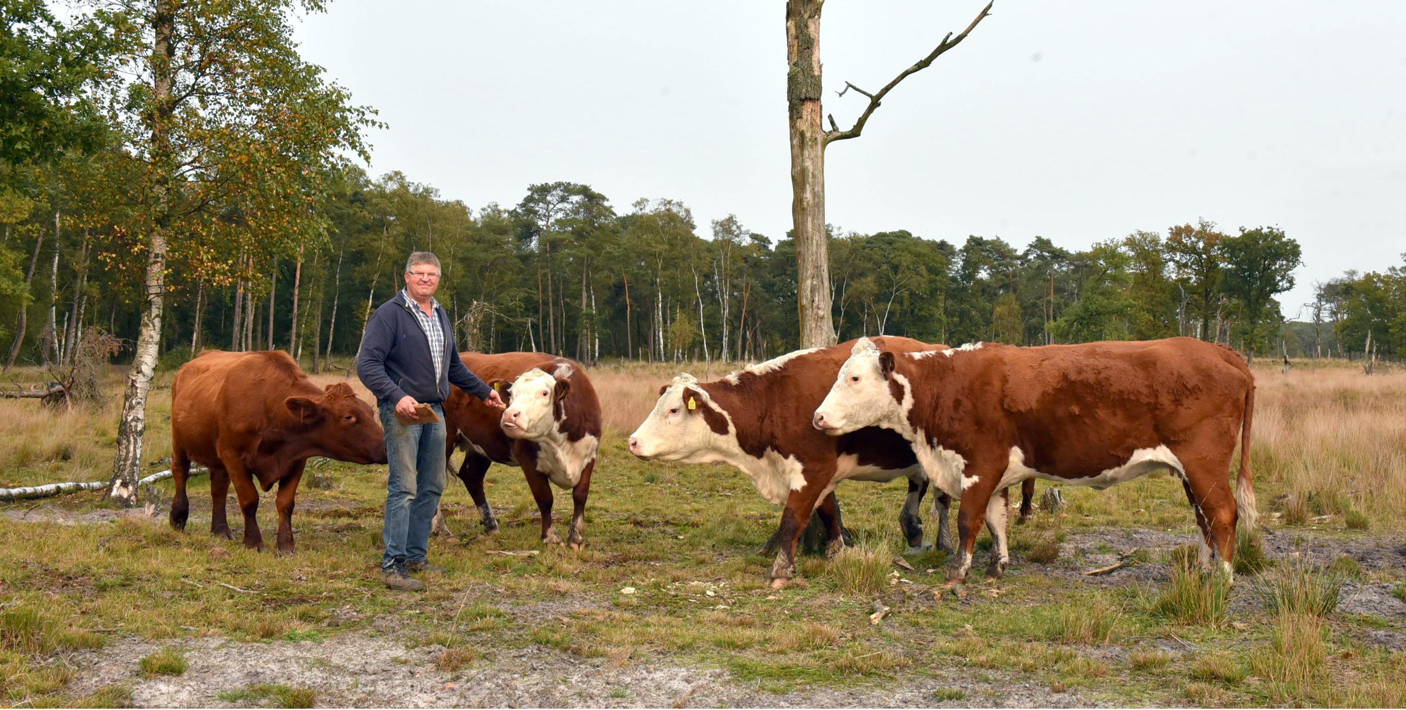 Boer Luc laat kudde koeien grazen op Kalmthoutse Heide (Essen) | Gazet ...