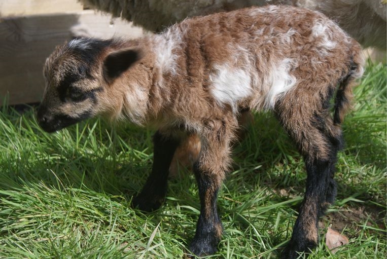 Unieke kruising tussen schaap en geit geboren in Booischotse... (Heist ...