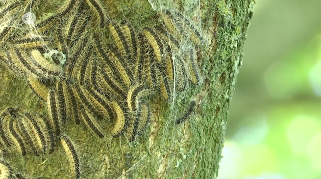 Dit jaar minder processierupsen in de provincie Antwerpen door... natte zomer (Antwerpen ...