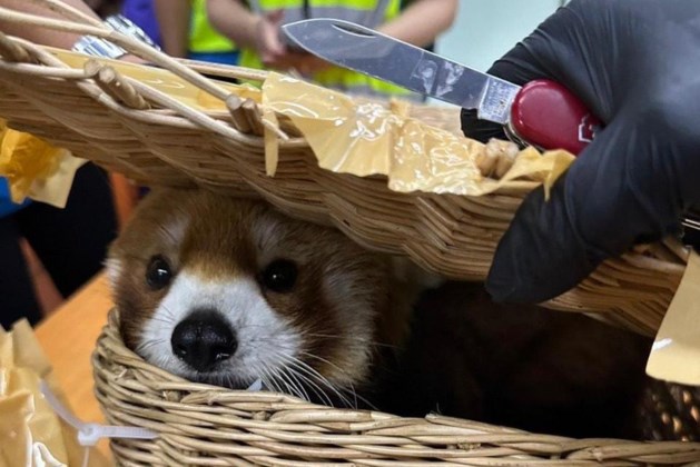 Douane betrapt reizigers met rode panda, slangen en papegaaien in ...
