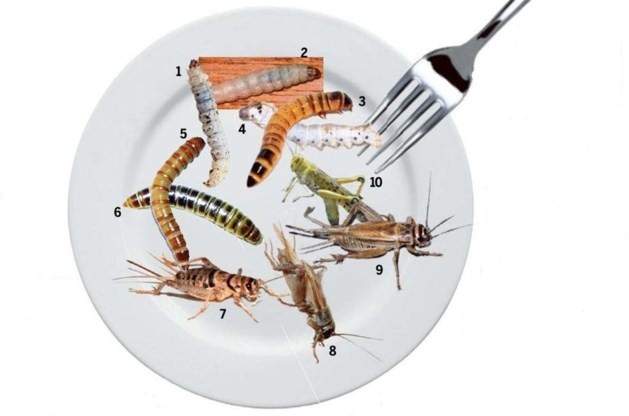 Deze tien insecten mag u eten | Gazet van Antwerpen